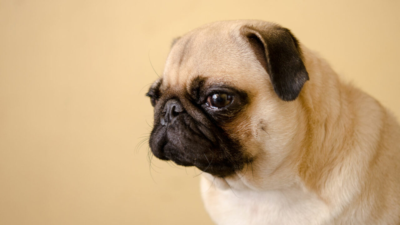 Vet Training Days: Become an approved Respiratory Functional Grading ...