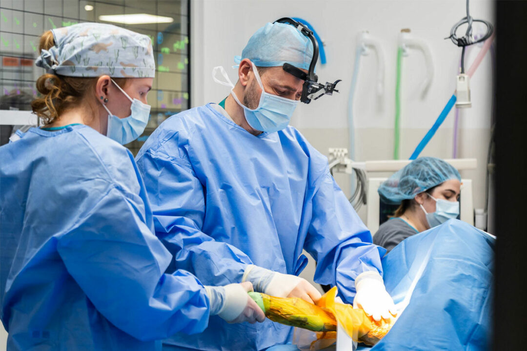 Specialist Orthopaedic Service - Peninsula Vet Emergency & Referral ...